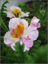 Rama-rama rama-rama bunga - Pages [1] - Dunia pengetahuan ensiklopedia