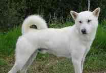 Ainu Dog - Pages [1] - Dunia pengetahuan ensiklopedia