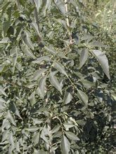 Pokok Ash - Pages [4] - Dunia pengetahuan ensiklopedia