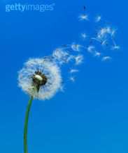 Bunga angin didebungakan - Pages [1] - Dunia pengetahuan ensiklopedia