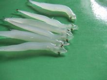 Ikan muda - Pages [1] - Dunia pengetahuan ensiklopedia