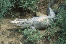 Cicak air besar - Pages [1] - Dunia pengetahuan ensiklopedia