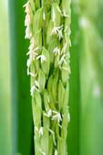 Bunga angin didebungakan - Pages [1] - Dunia pengetahuan ensiklopedia