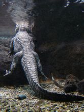 Cicak air besar - Pages [1] - Dunia pengetahuan ensiklopedia