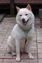 Ainu Dog - Pages [1] - Dunia pengetahuan ensiklopedia