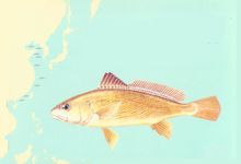 Nibea - Pages [3] - Dunia pengetahuan ensiklopedia