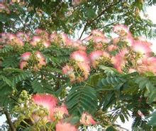 Acacia - Pages [2] - Dunia pengetahuan ensiklopedia